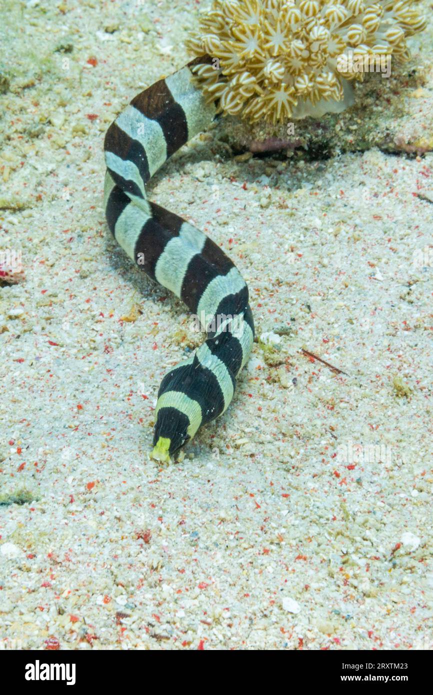 Une anguille serpent arlequin adulte Banque de photographies et d ...
