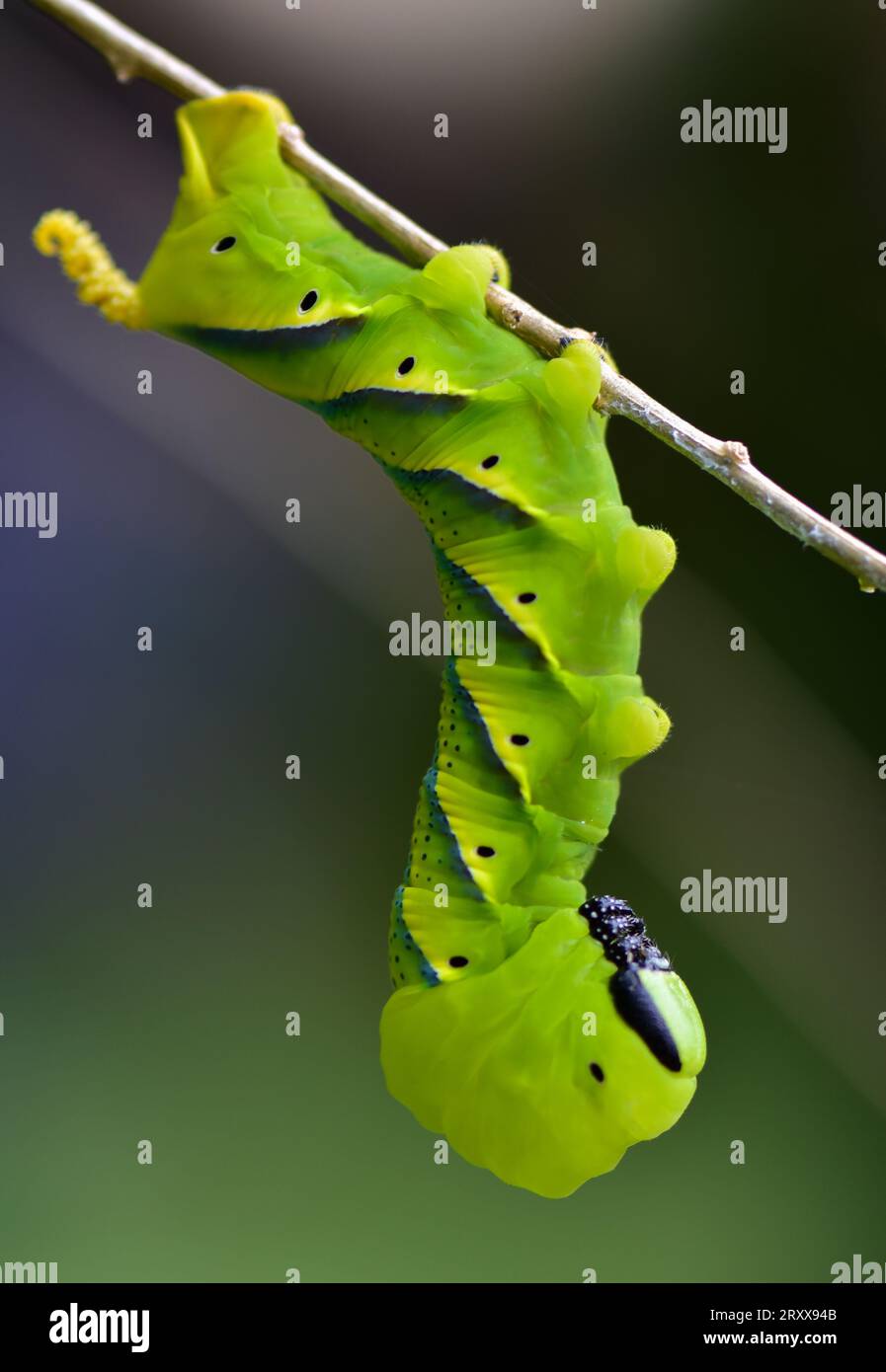 Tiny caterpillar Banque de photographies et d’images à haute résolution ...