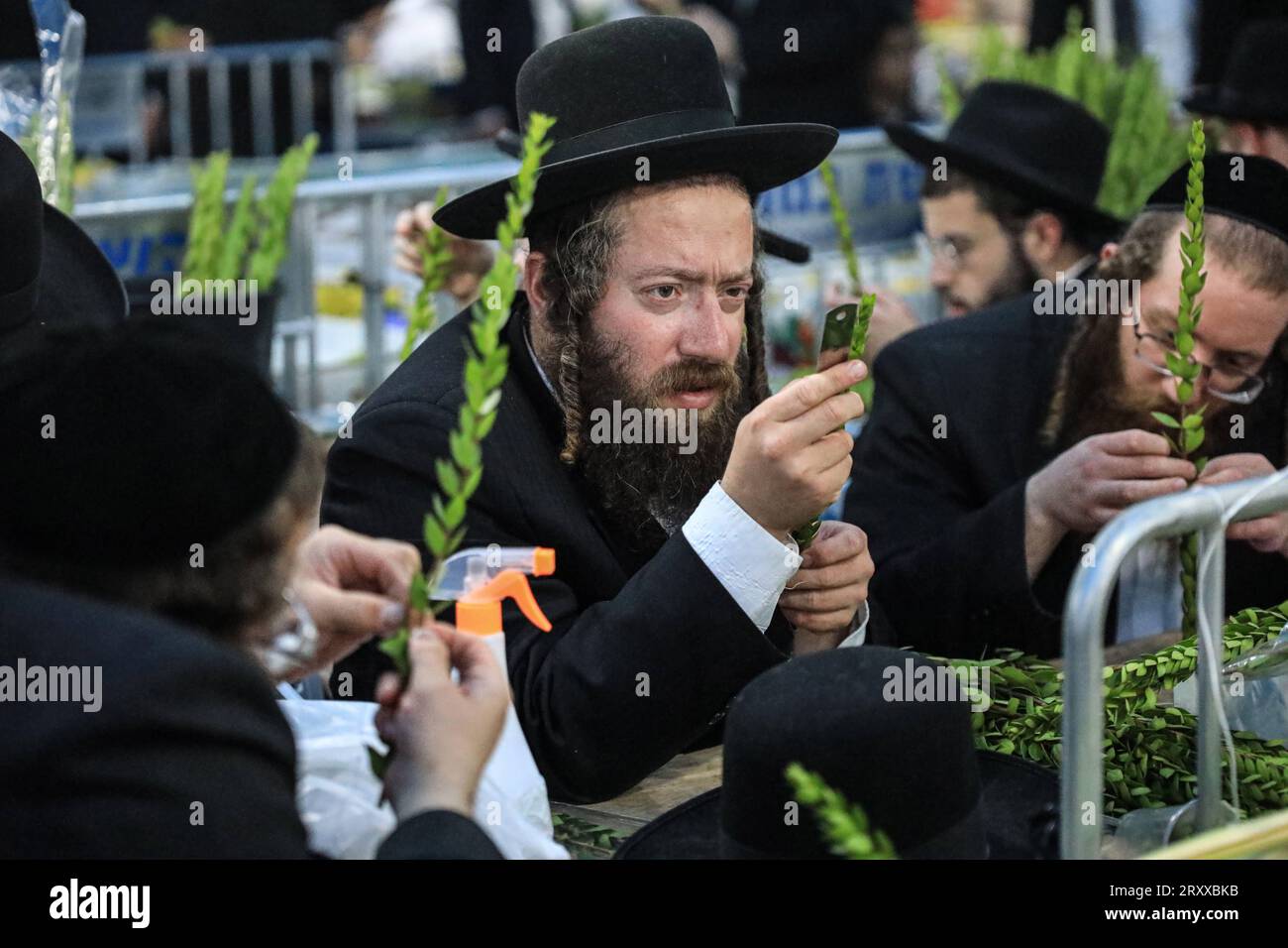 Préparations de Soukkot à Jérusalem un homme juif orthodoxe inspecte un ...
