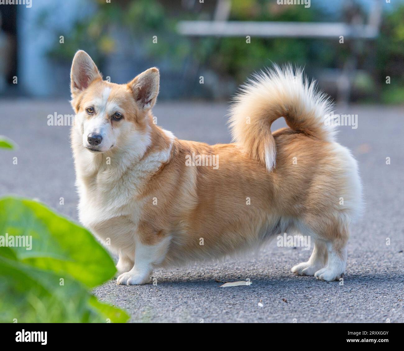Corgi de chien mignon Banque de photographies et d’images à haute ...