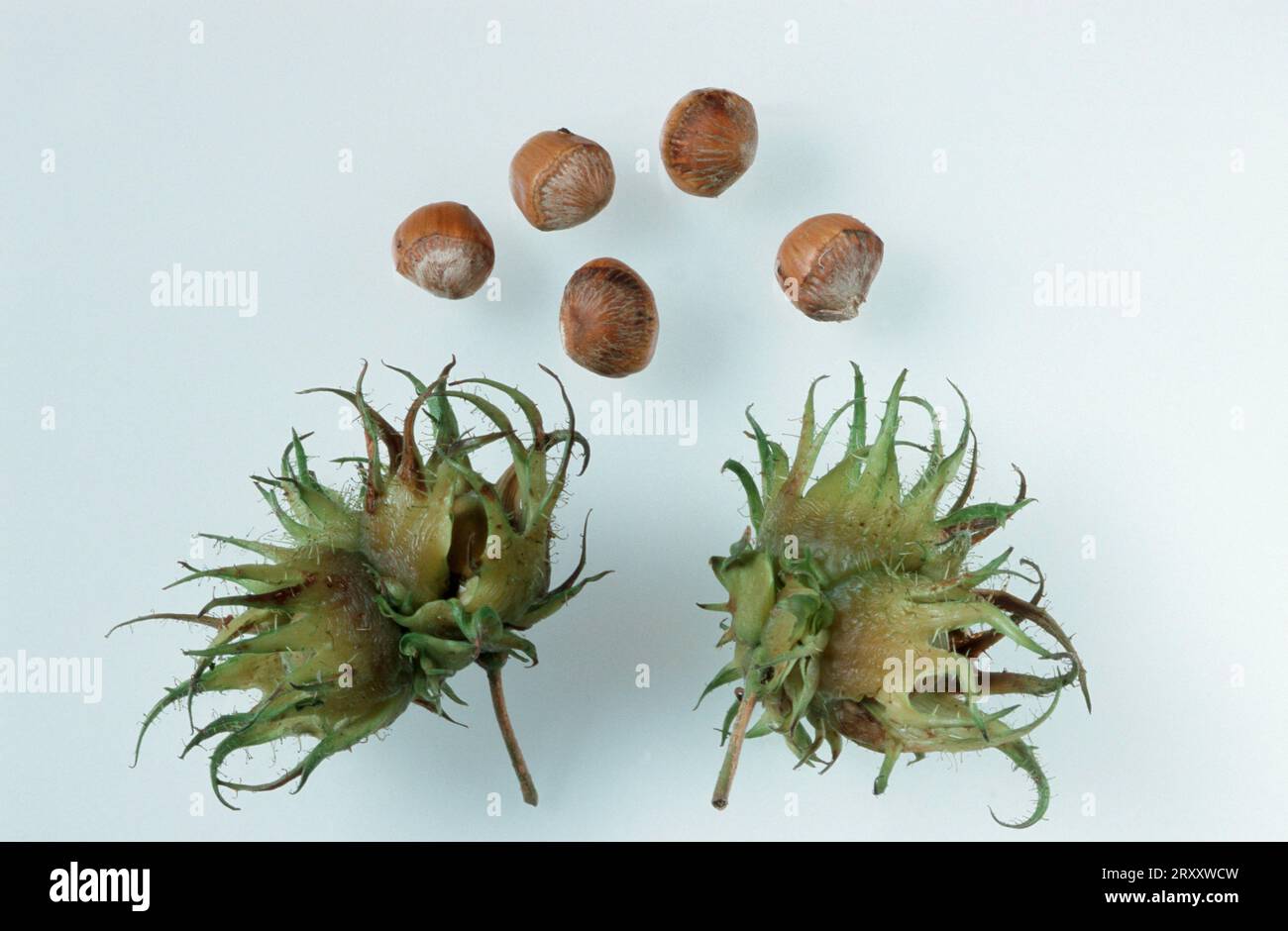 Turkish hazel corylus colurna Banque de photographies et d’images à ...