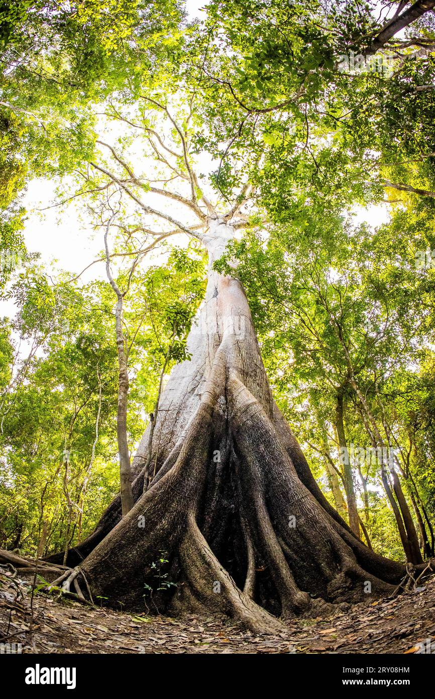Dinizia excelsa tree Banque de photographies et d’images à haute ...