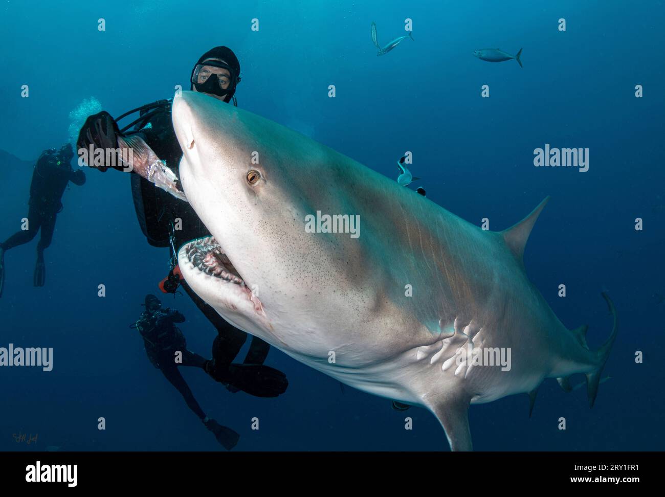 Morsure de requin Banque de photographies et d’images à haute ...