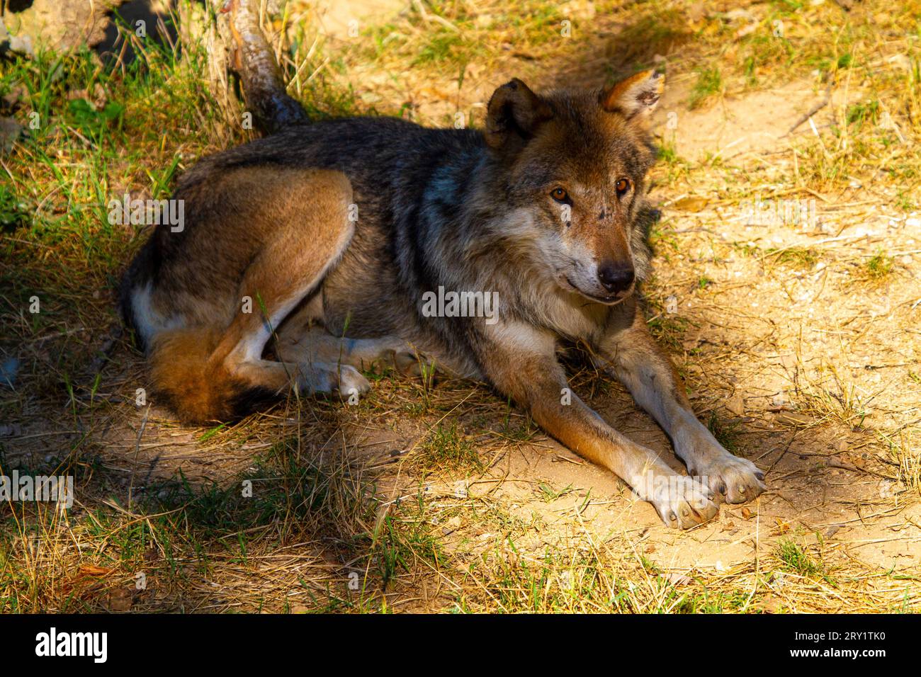Loup captif Banque de photographies et d’images à haute résolution - Alamy