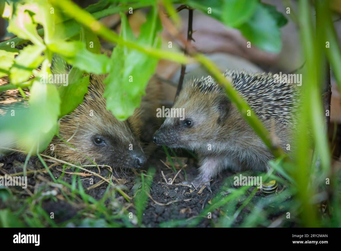 IGEL Igelmutter mit Jungtieren im Wohnumfeld von Menschen. Ein naturnaher Garten ist ein guter ...