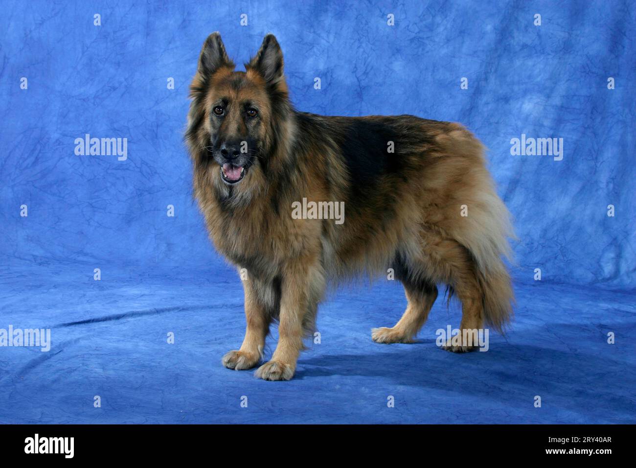 Berger Allemand Noir Et Rouge