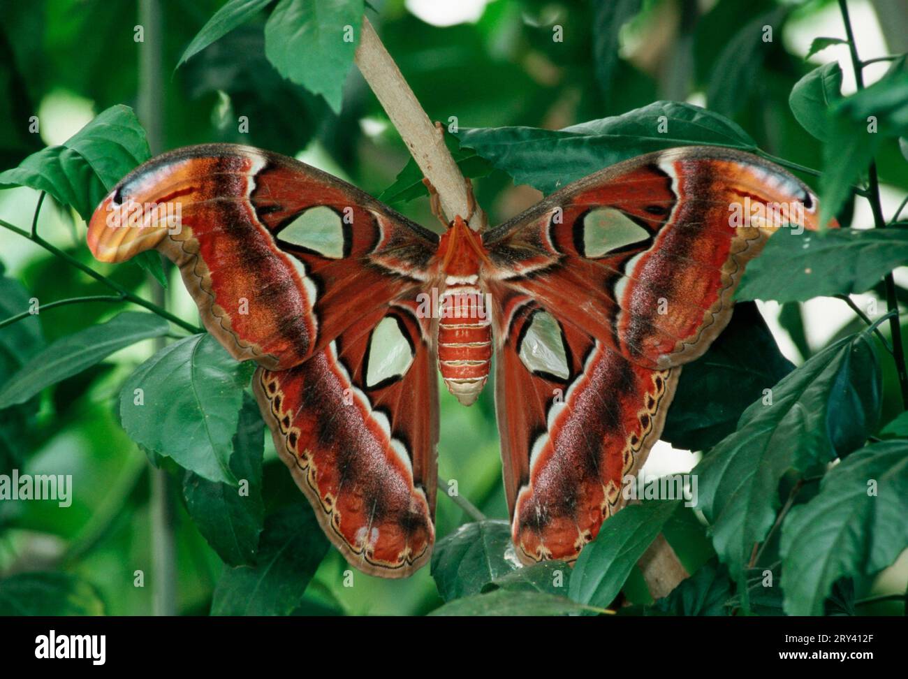 Papillon adulte de l'atlas Banque de photographies et d’images à haute ...