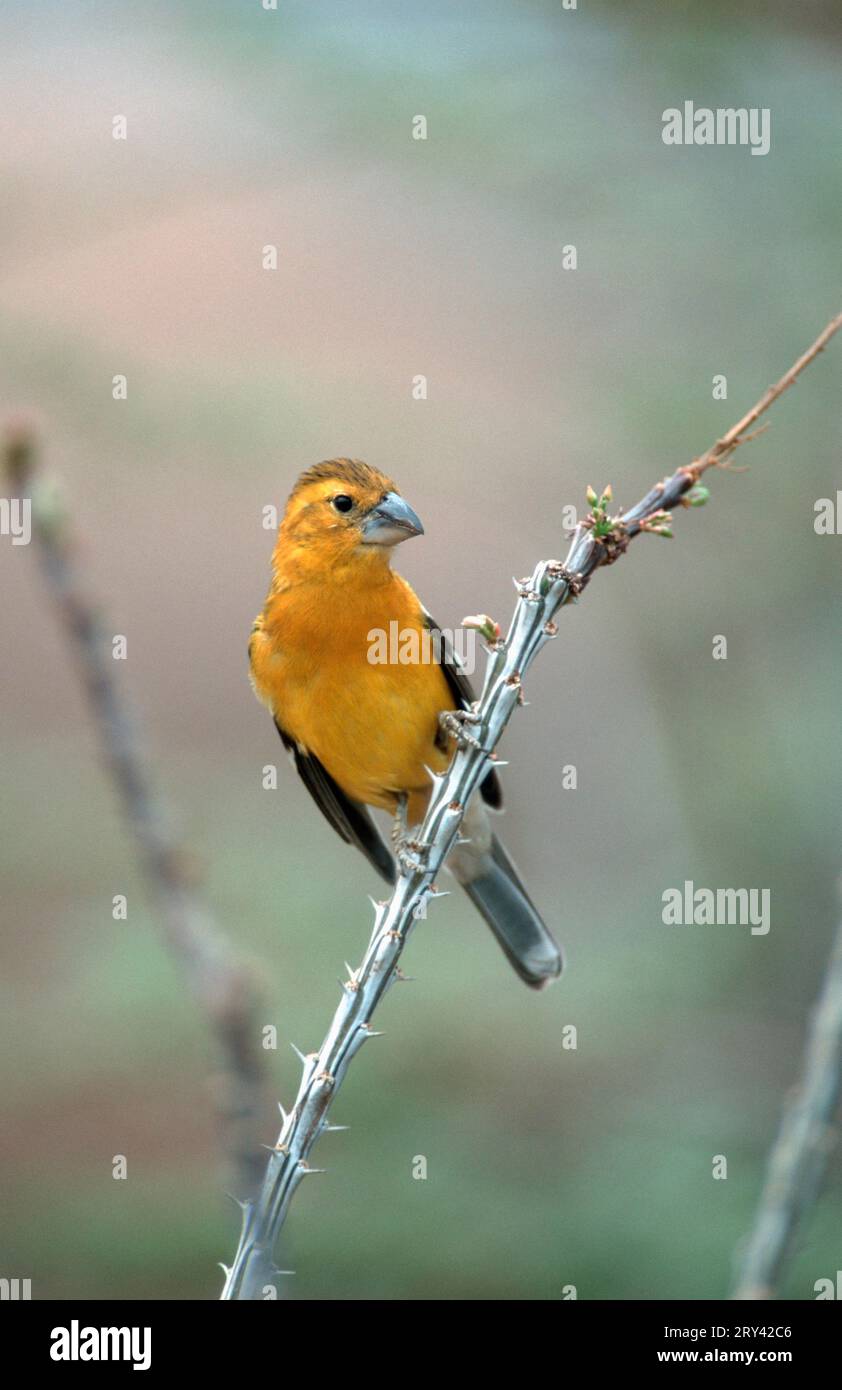 Pheucticus chrysopeplus Banque de photographies et d’images à haute ...