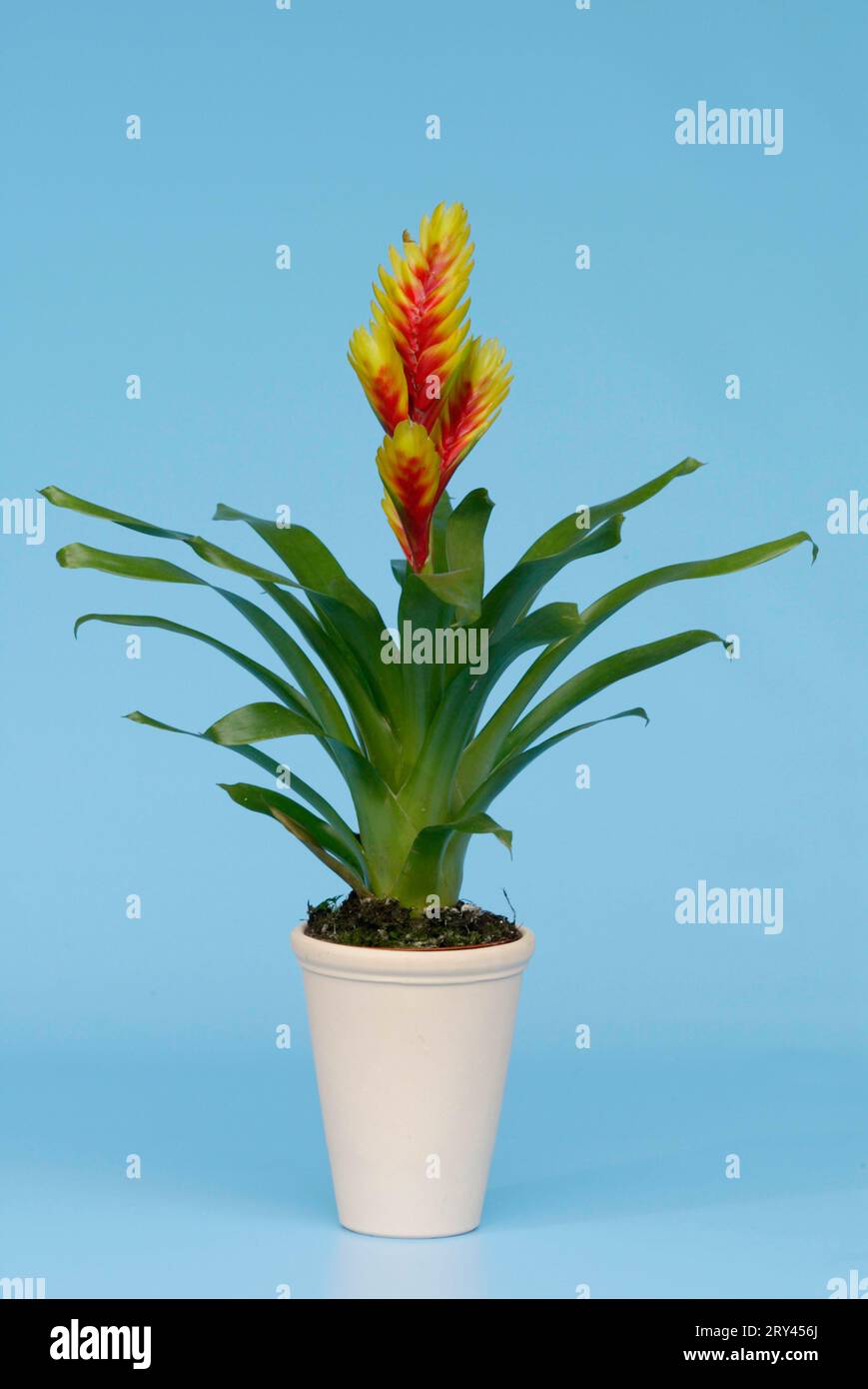 épée flamboyante Banque de photographies et d’images à haute résolution - Alamy