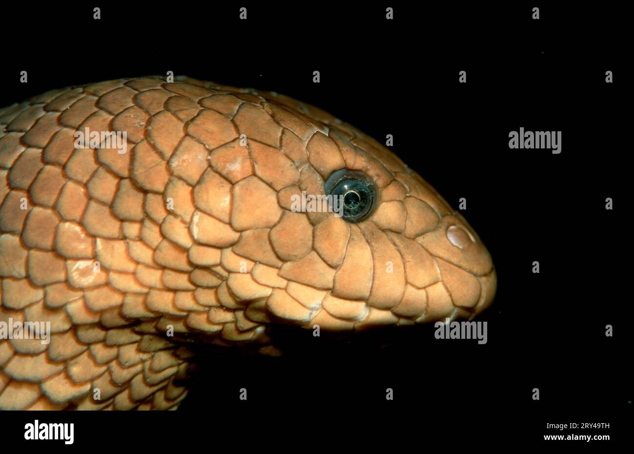 Serpent de mer olive aipysurus laevis Banque de photographies et d ...