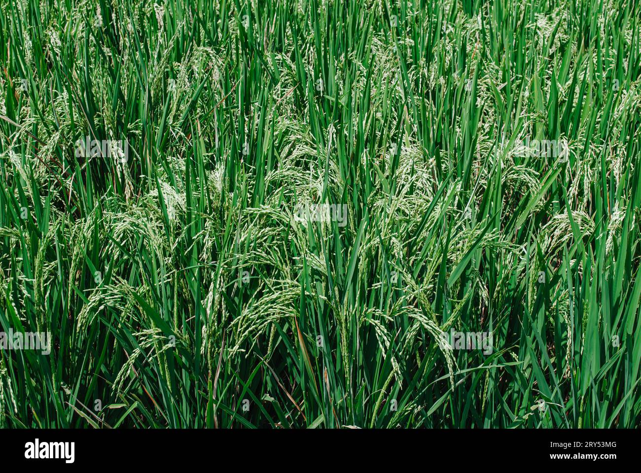 Paddy plant Banque de photographies et d’images à haute résolution - Alamy