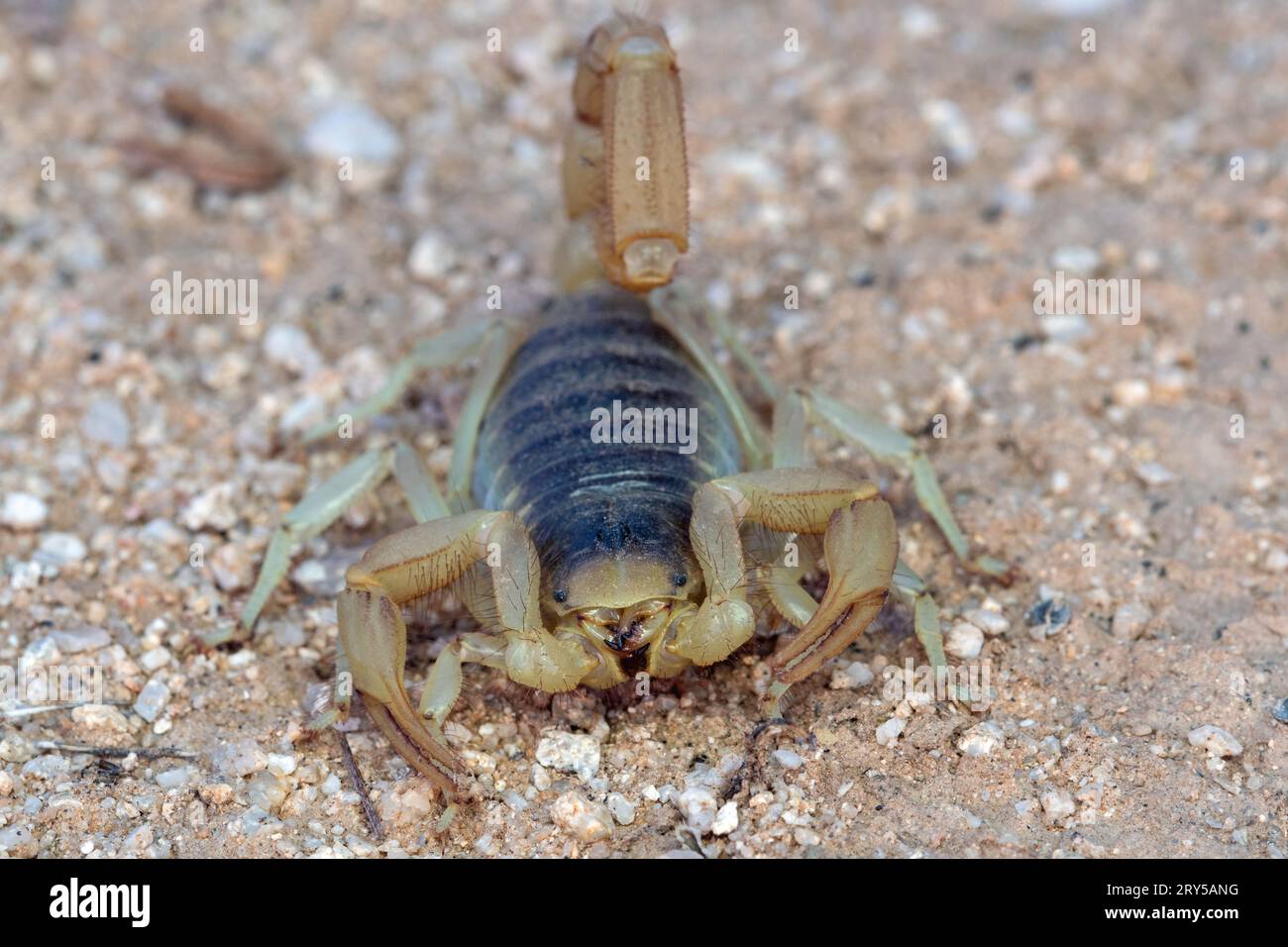 Scorpion hadrurus arizonensis arizona Banque de photographies et d ...