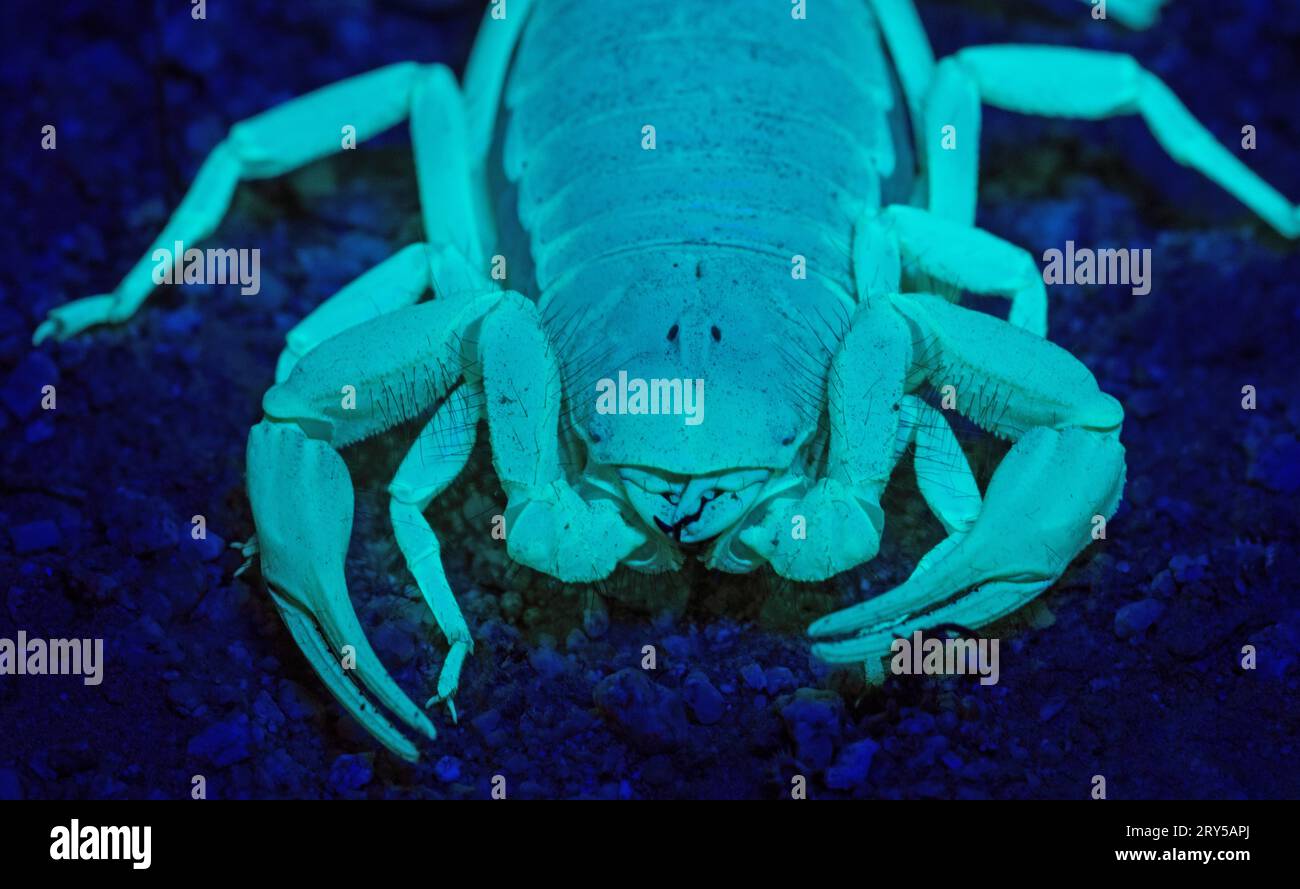 Scorpion hadrurus arizonensis arizona Banque de photographies et d ...