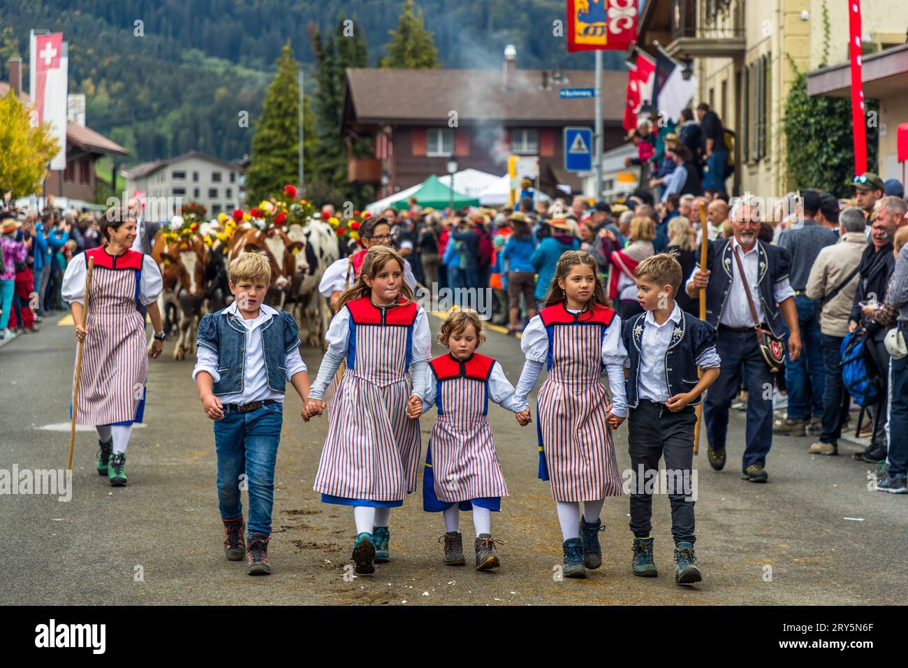 Le bétail cérémoniel automnal conduit des pâturages de montagne dans la ...