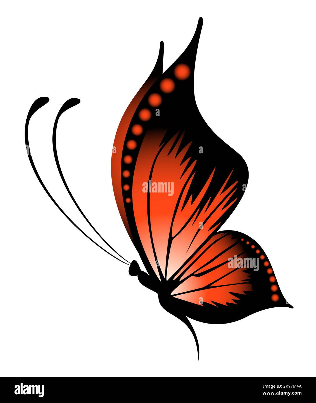 Beau papillon Banque de photographies et d’images à haute résolution ...