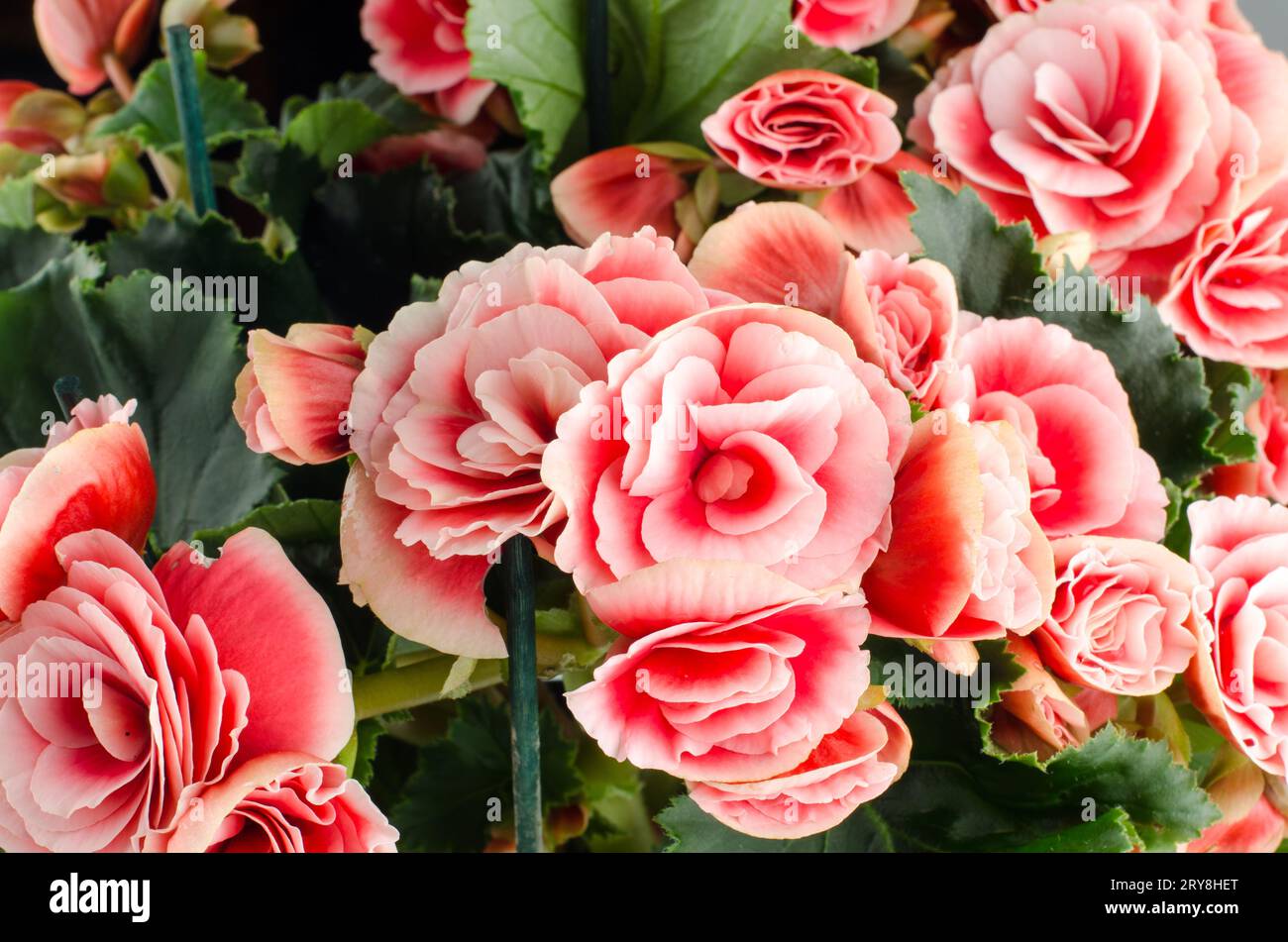 Pink begonia flowers Banque de photographies et d’images à haute ...