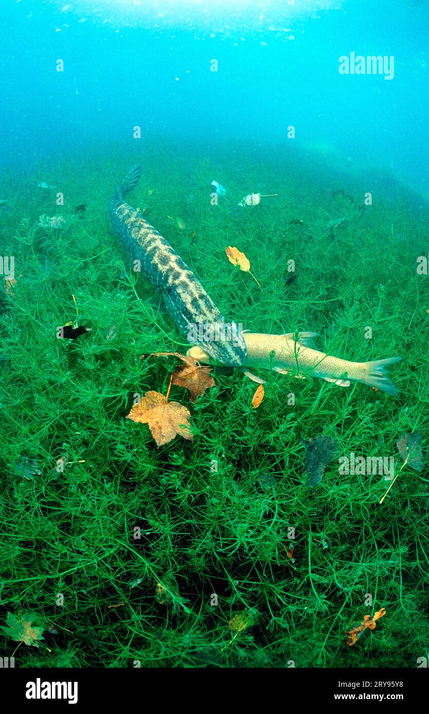 Brochet nordique mangeant des barbeaux communs Banque de photographies ...