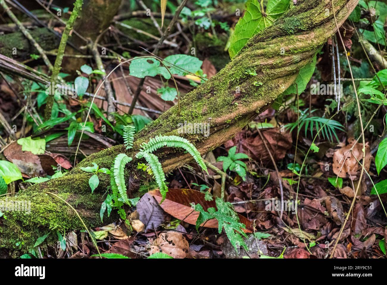 Peruvian magic Banque de photographies et d’images à haute résolution ...