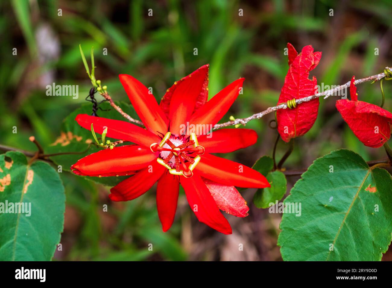 Passiflora coccinea Banque de photographies et d’images à haute ...
