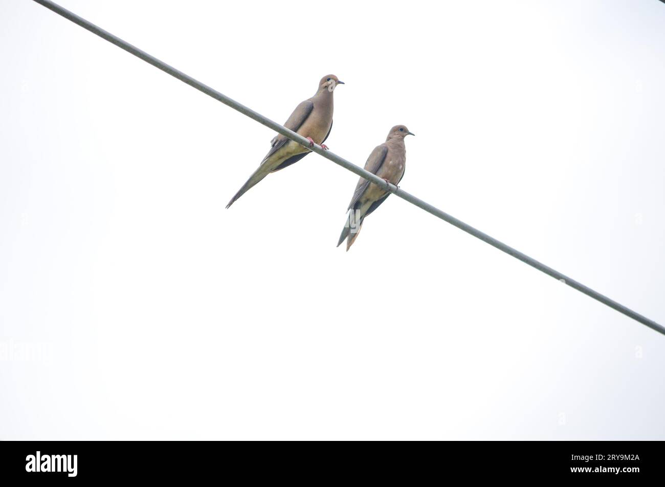Colombes en deuil Banque de photographies et d’images à haute résolution - Alamy