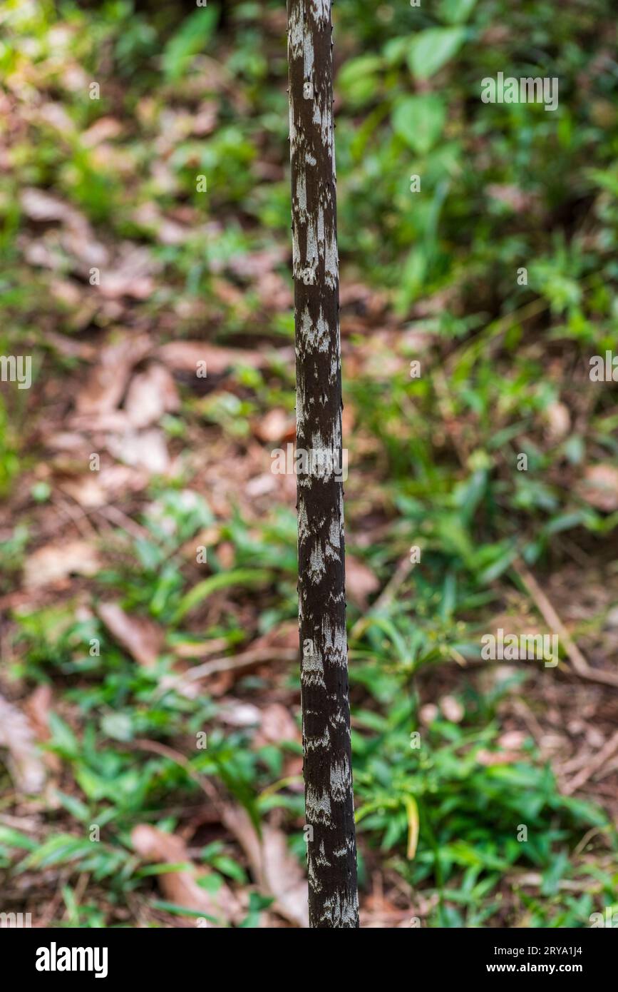 Dracontium loretense Banque de photographies et d’images à haute ...