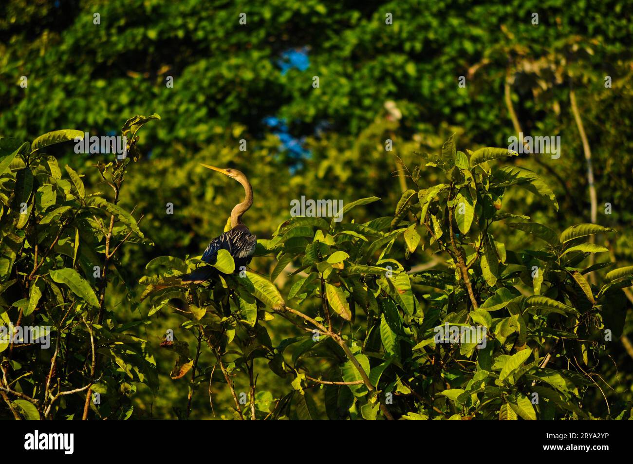 Faune amazonie Banque de photographies et d’images à haute résolution ...