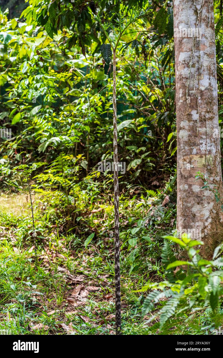 Dracontium loretense Banque de photographies et d’images à haute ...