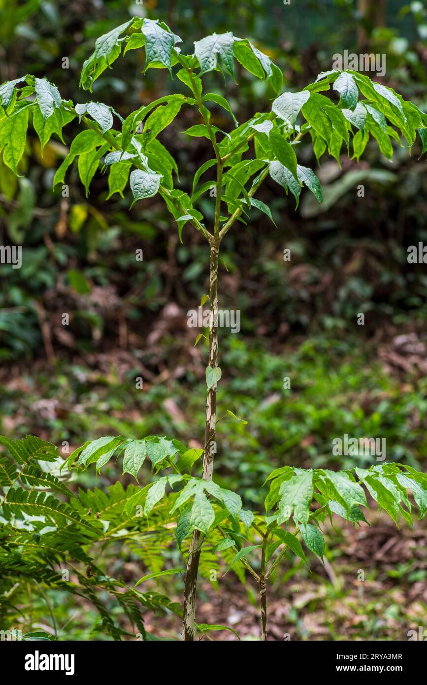 Dracontium loretense Banque de photographies et d’images à haute ...