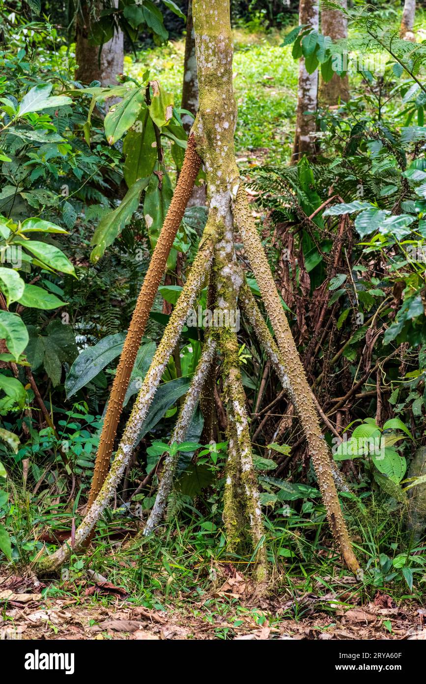 Walking palm socratea exorrhiza Banque de photographies et d’images à ...