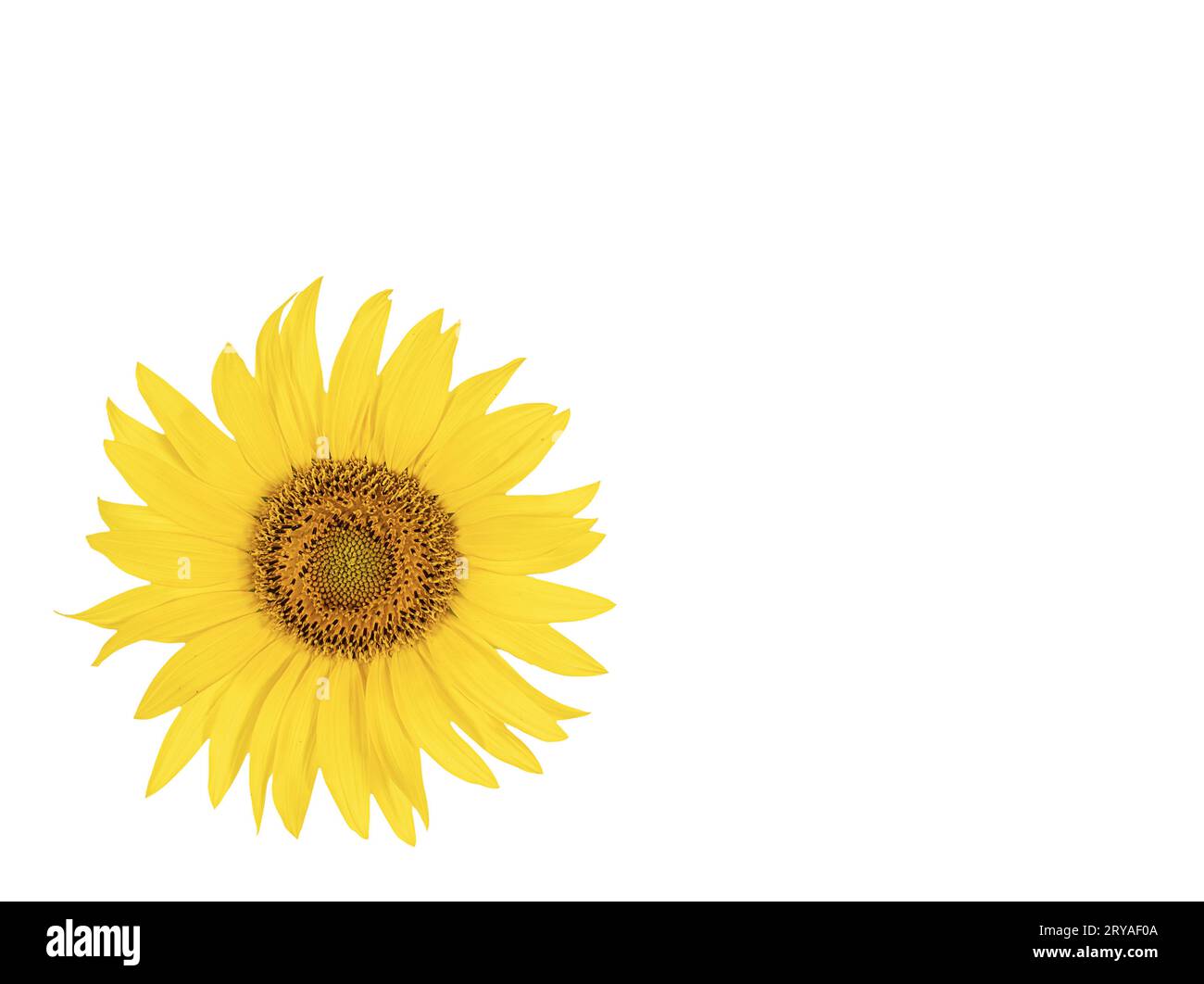Graine de tournesol sur fond blanc Banque de photographies et d’images ...
