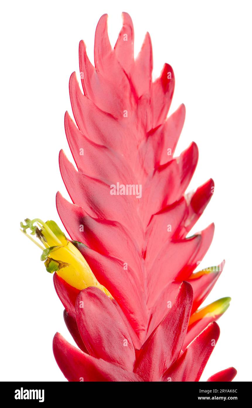 Flower bromelia Banque de photographies et d’images à haute résolution ...