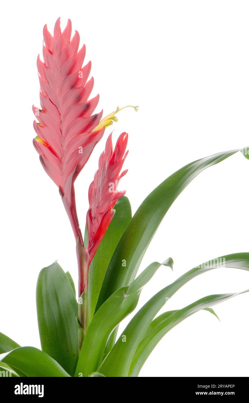 Flower bromelia Banque de photographies et d’images à haute résolution ...