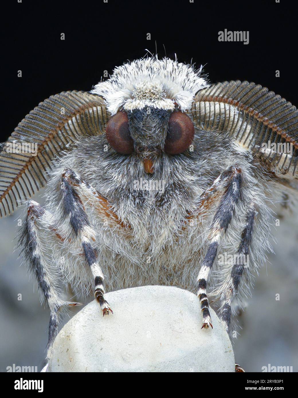 Plumose antennae Banque de photographies et d’images à haute résolution ...