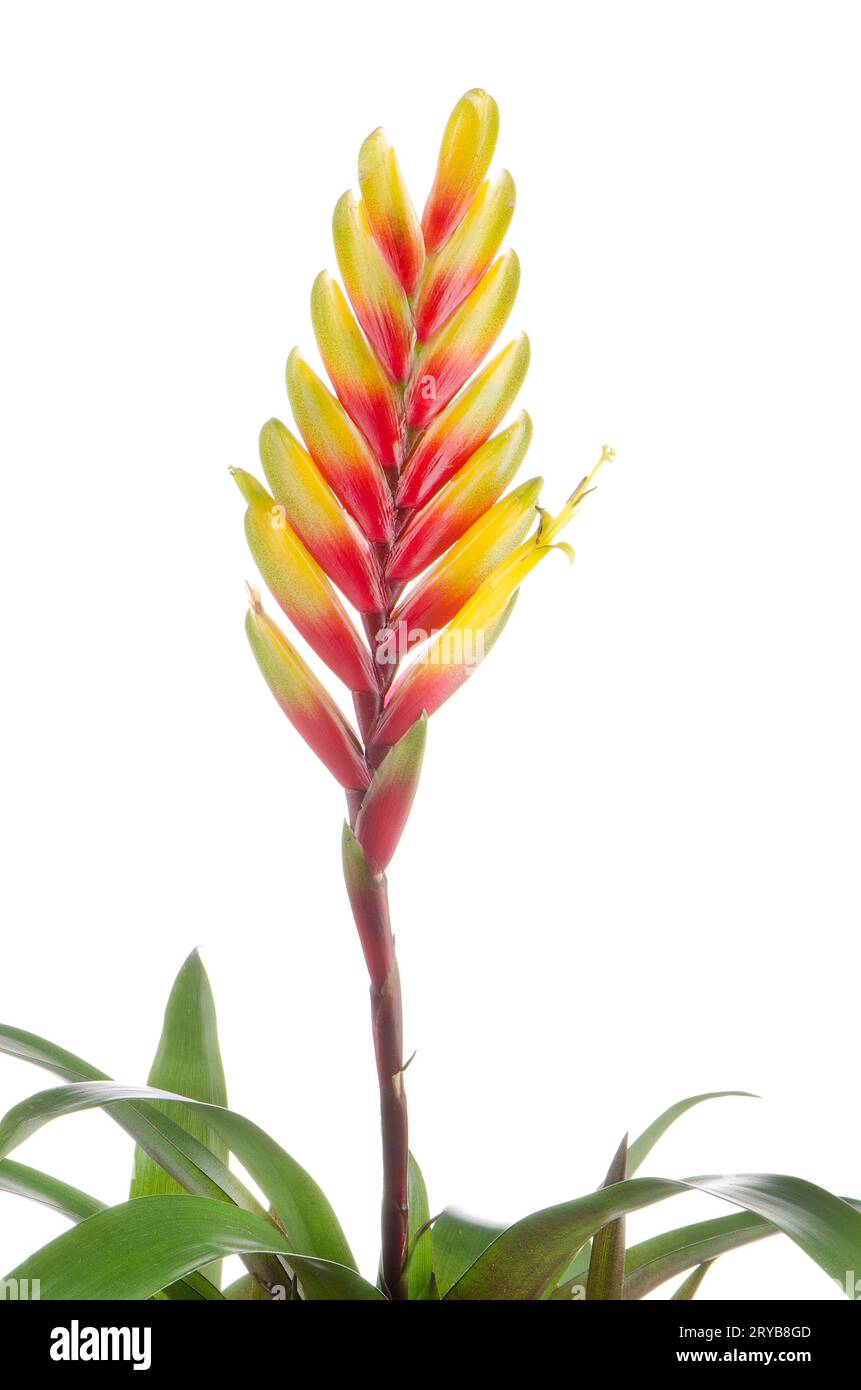 Flower bromelia Banque de photographies et d’images à haute résolution ...