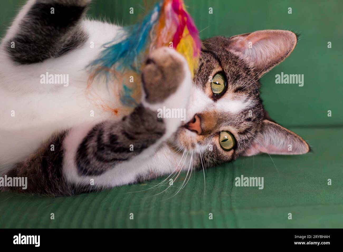 Chat jouant avec des jouets Banque de photographies et d’images à haute ...