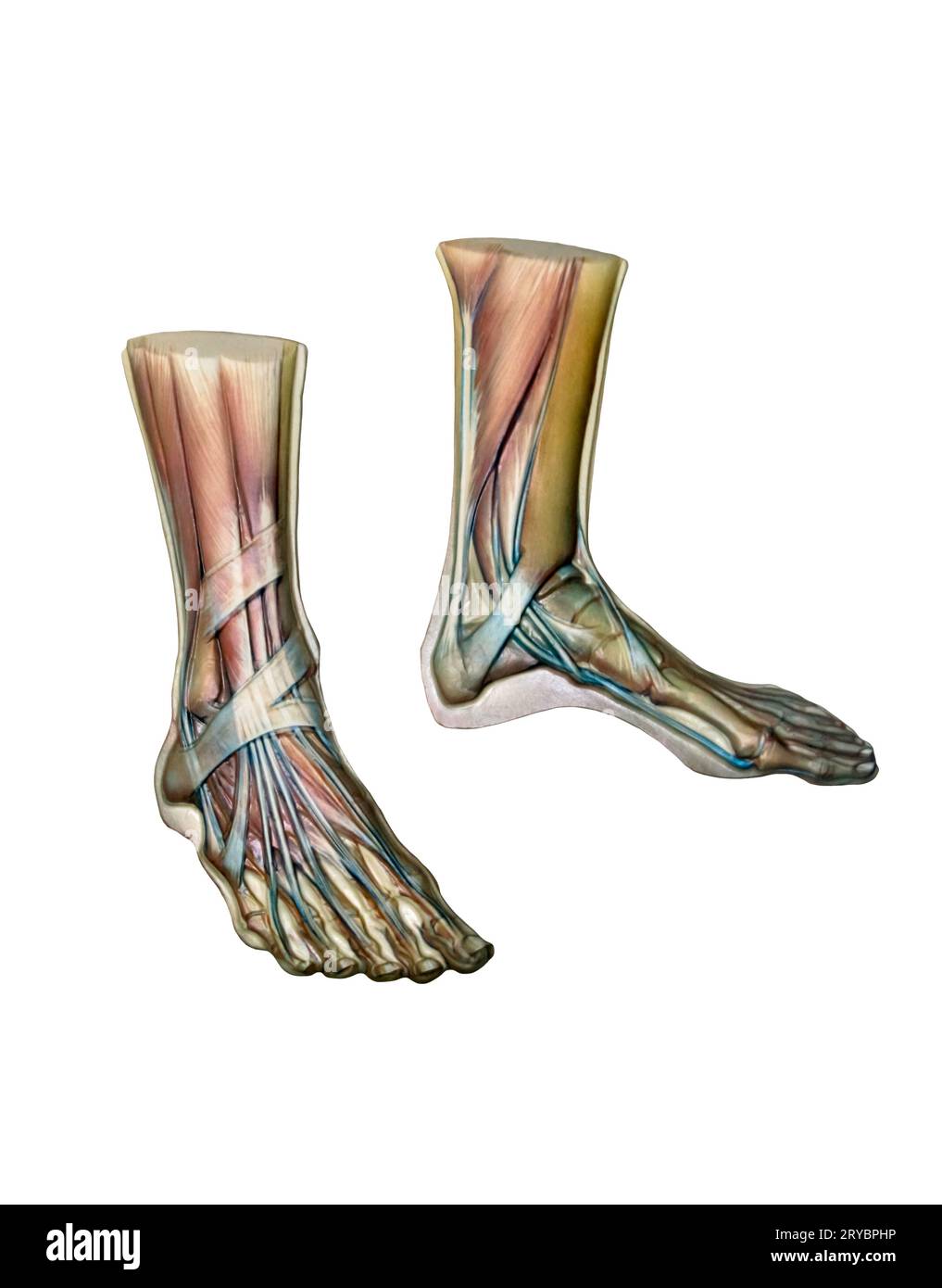jambes vue médicale des muscles, des veines, des artères, des tendons ...