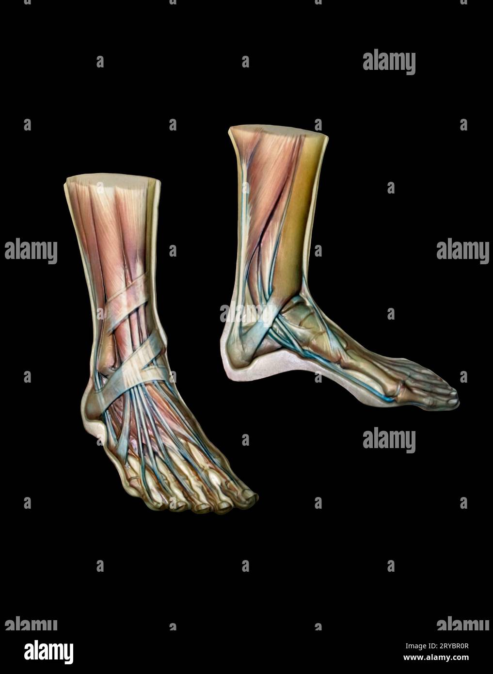 jambes vue médicale des muscles, des veines, des artères, des tendons ...