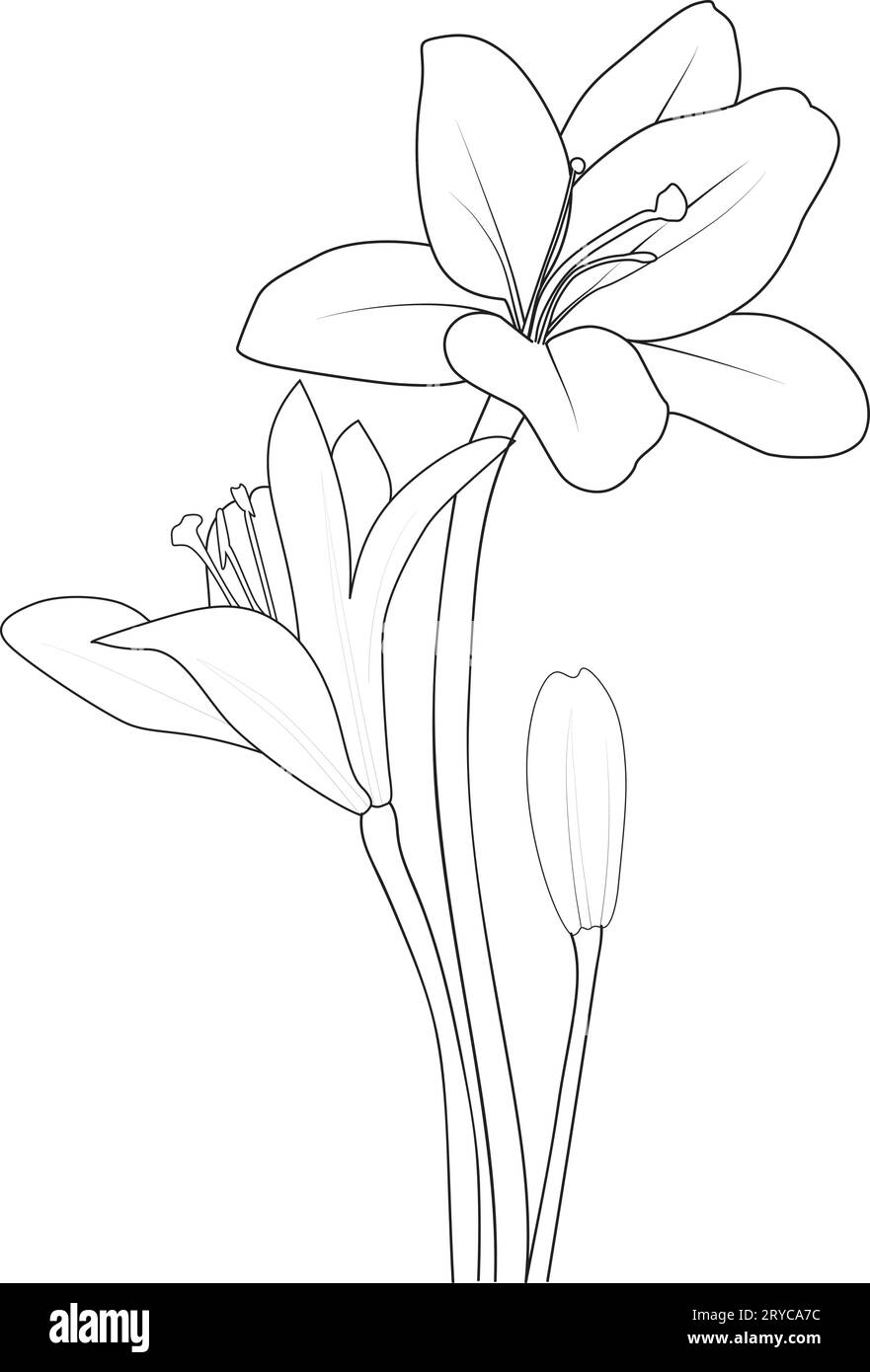 dessin de fleur de lys d'esquisse de tatouage, dessins de tatouage de ...