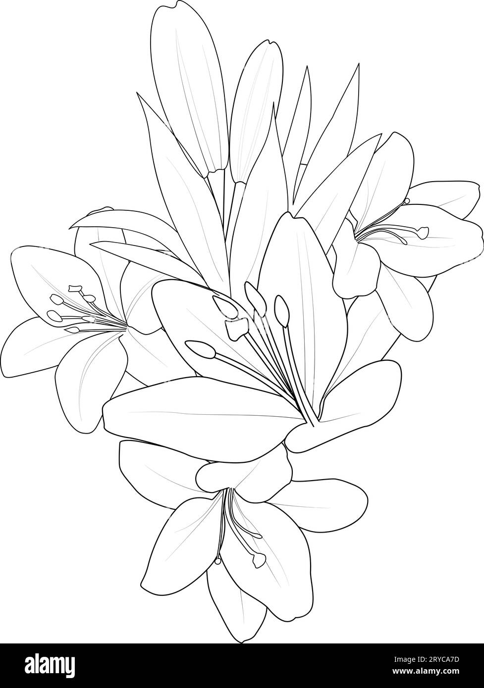 Dessin fleur de lys Banque d'images vectorielles - Alamy