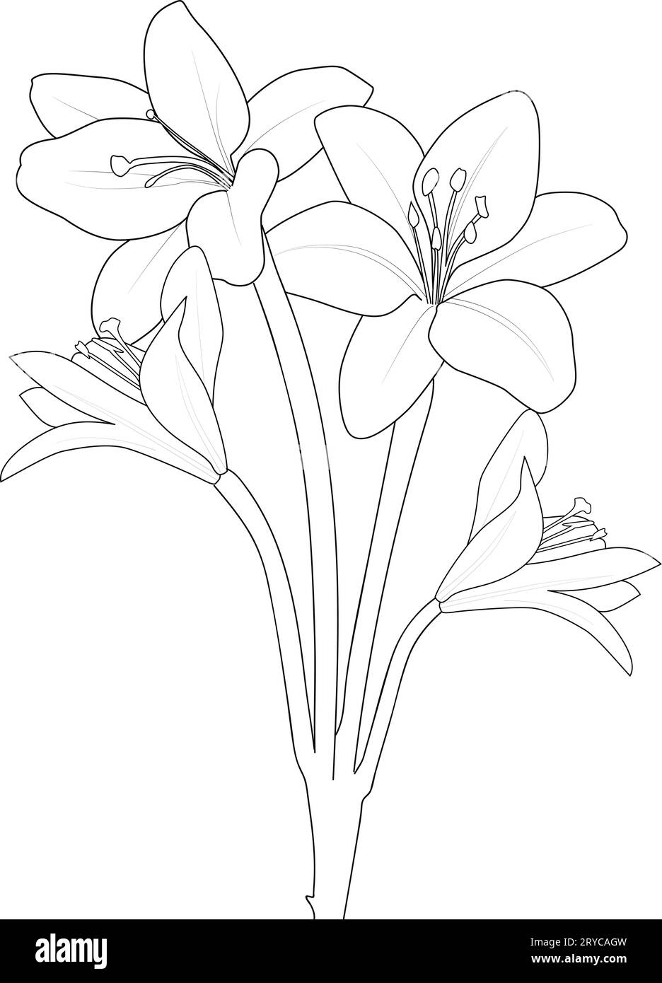 Dessin fleur de lys Banque d'images vectorielles - Alamy