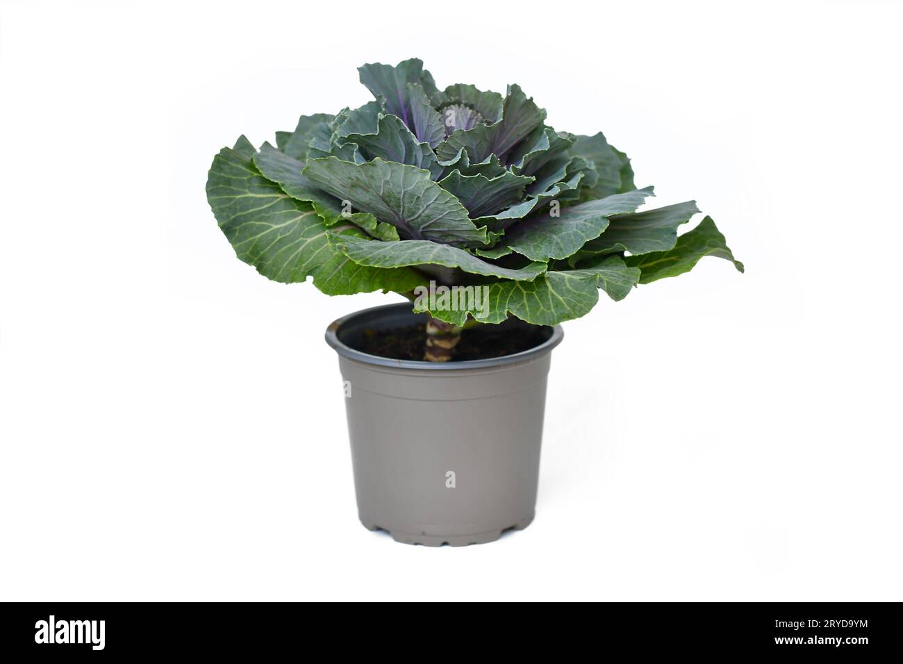 Chou en pot Banque de photographies et d’images à haute résolution - Alamy