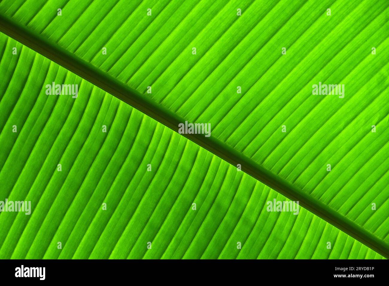 Nervures des feuilles diagonales Banque de photographies et d’images à ...