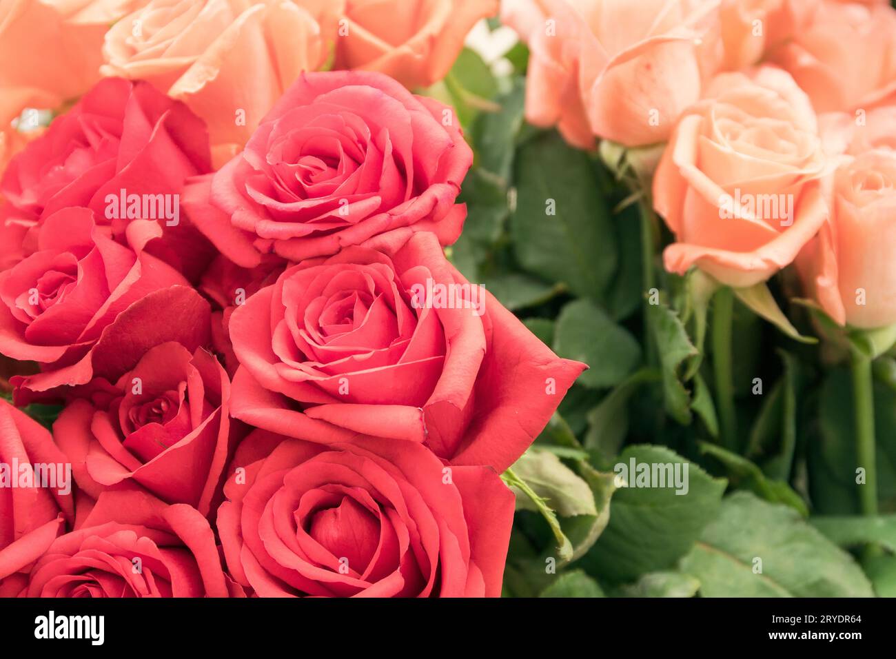 Pale roses Banque de photographies et d’images à haute résolution - Alamy