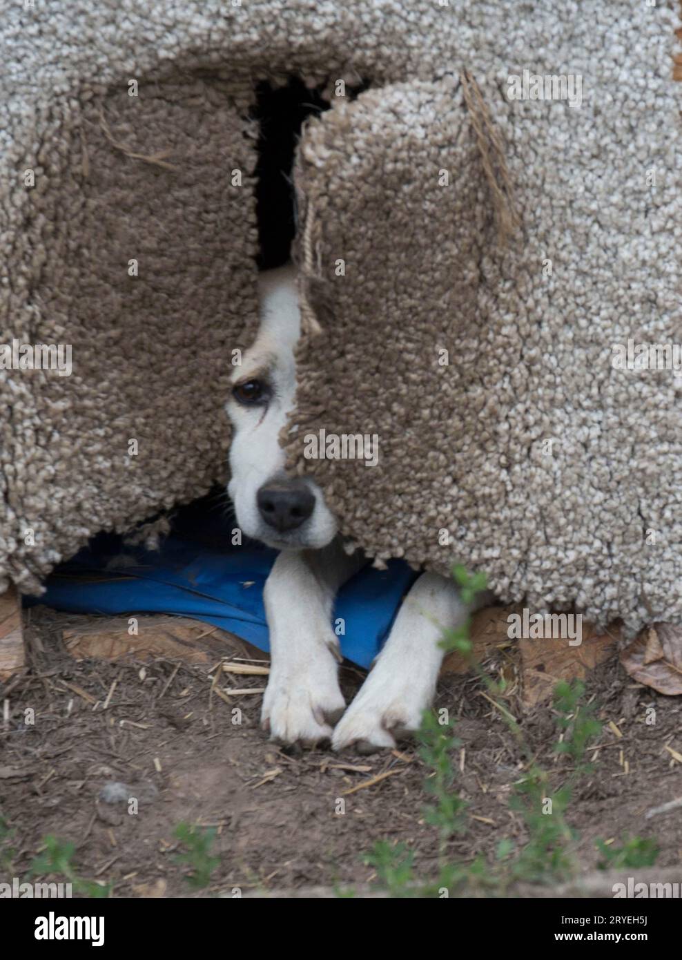 Maison de chiens Banque de photographies et d’images à haute résolution ...
