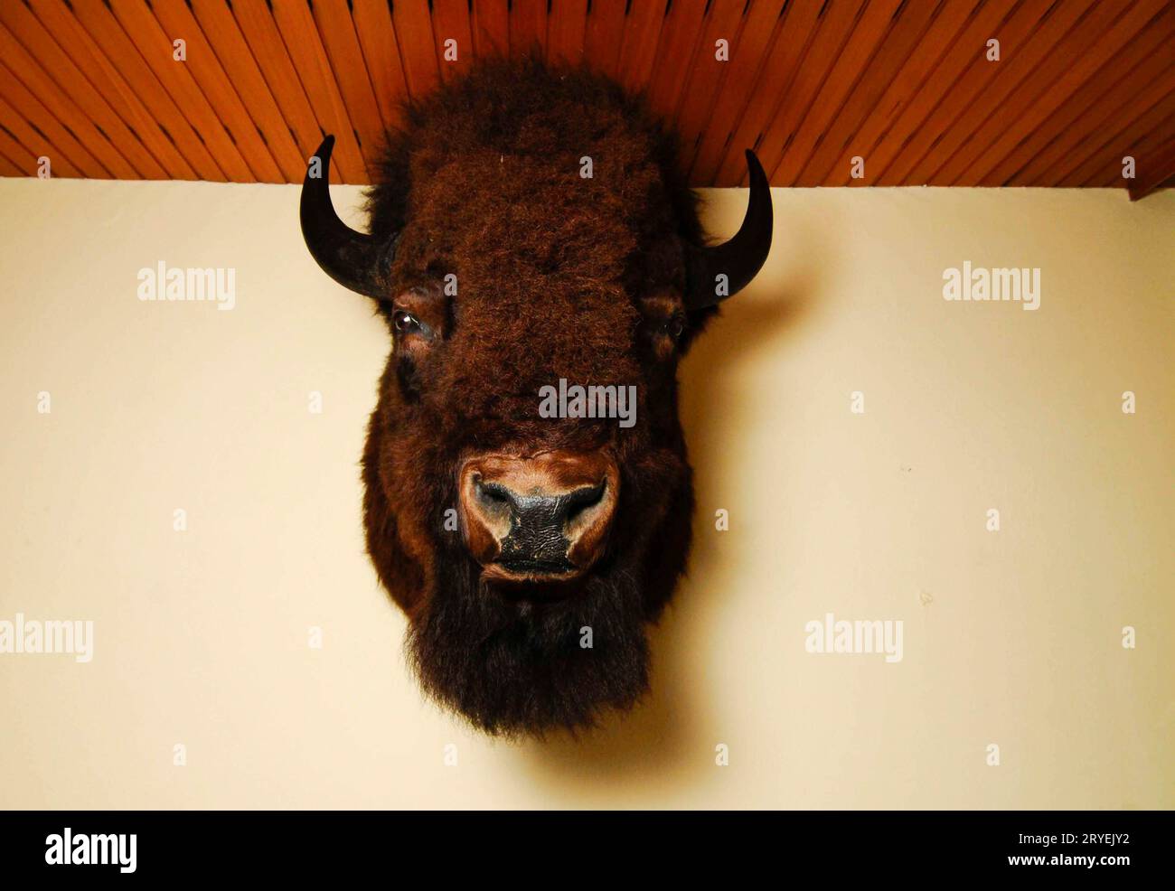 Bison hunt Banque de photographies et d’images à haute résolution - Alamy