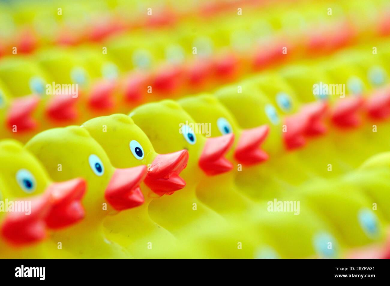 Canards jaunes en plastique Banque de photographies et d’images à haute ...