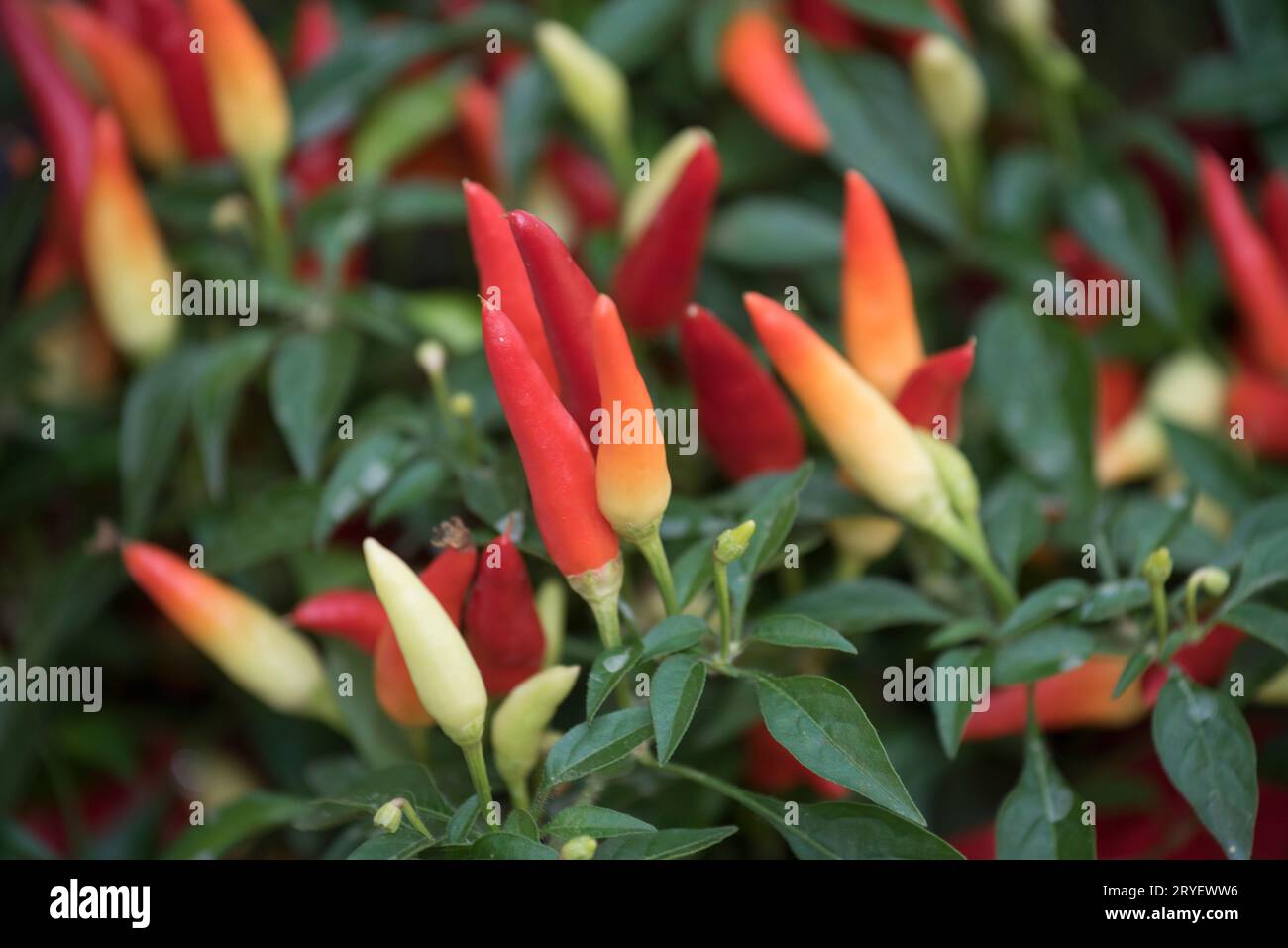 Photos de piments rouges Banque de photographies et d’images à haute ...