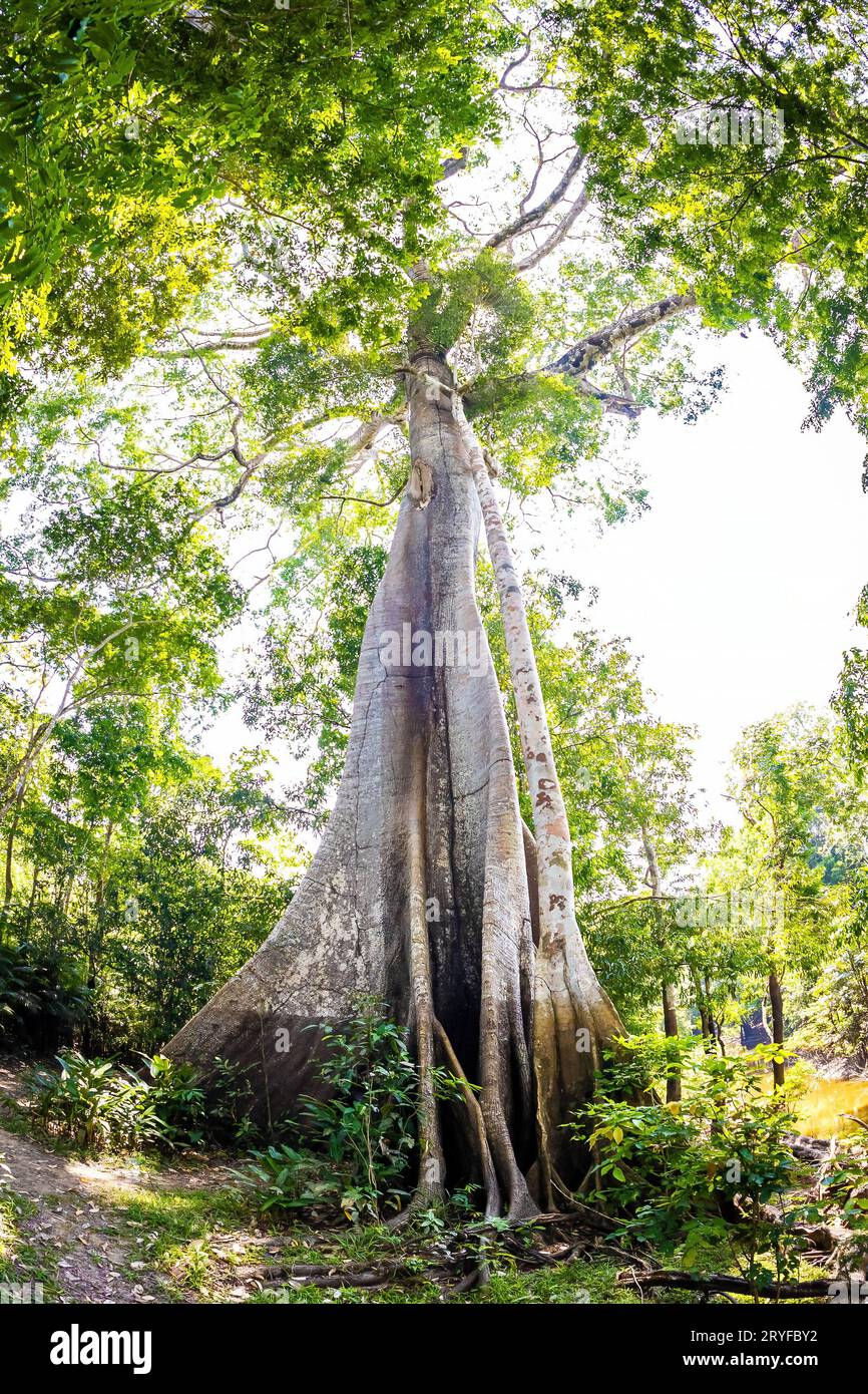 Dinizia excelsa tree Banque de photographies et d’images à haute ...