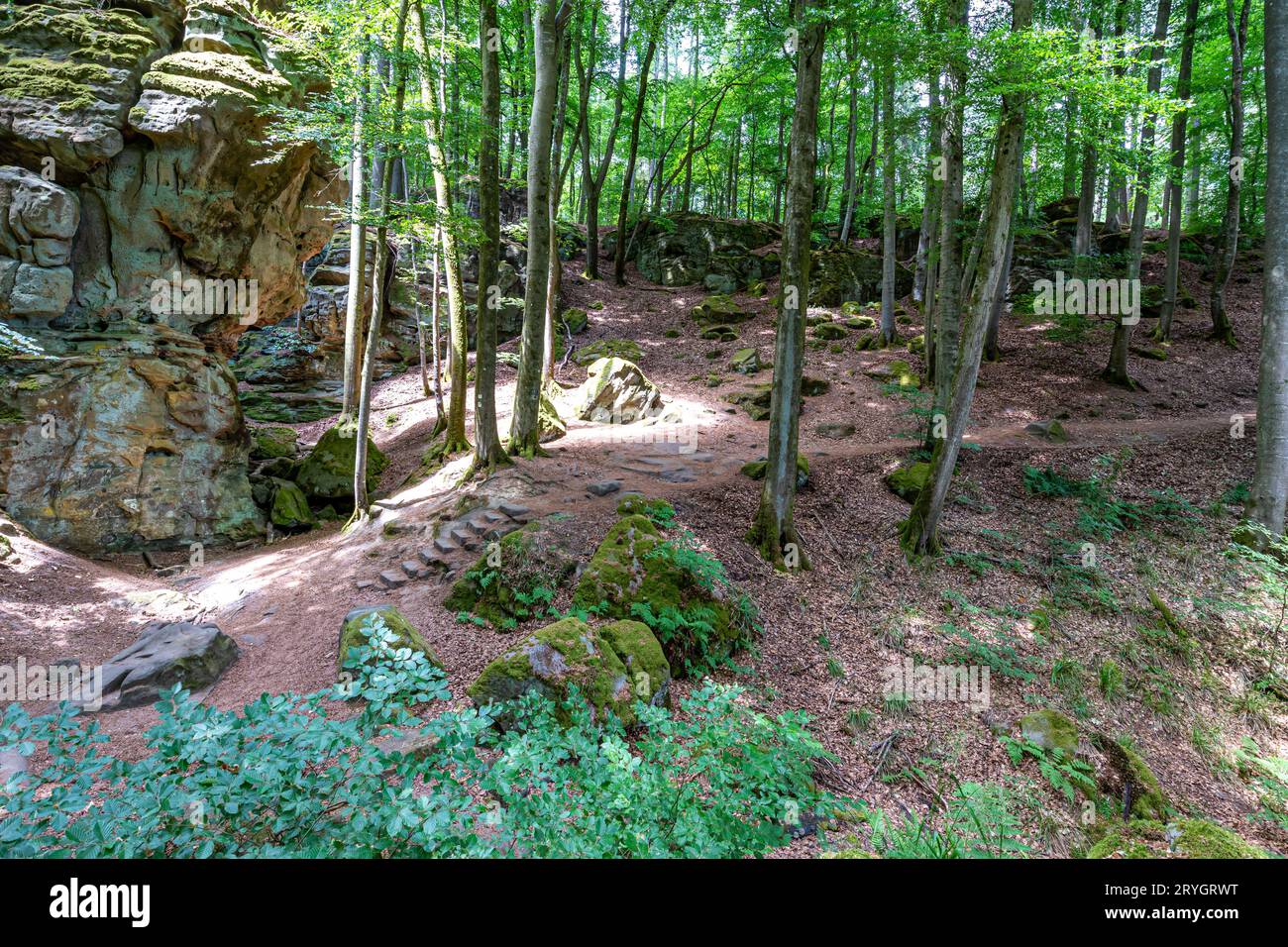 Paysage boisé et rocheux dans la réserve naturelle de Teufelsschlucht ...