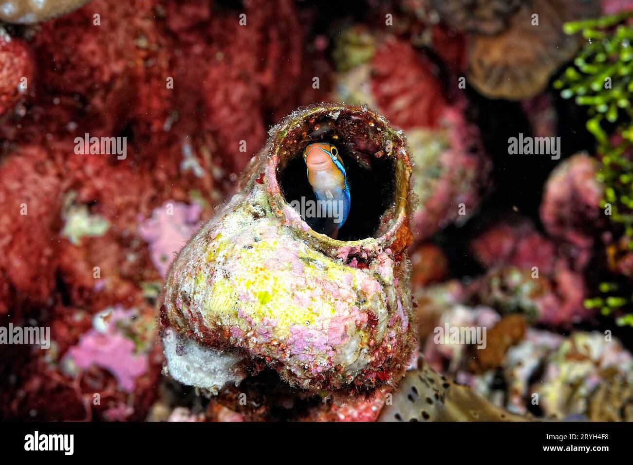 Beautiful worm Banque de photographies et d’images à haute résolution ...